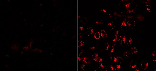 BioTracker 555 UV-Excitation Red Lysosome Dye | SCT140